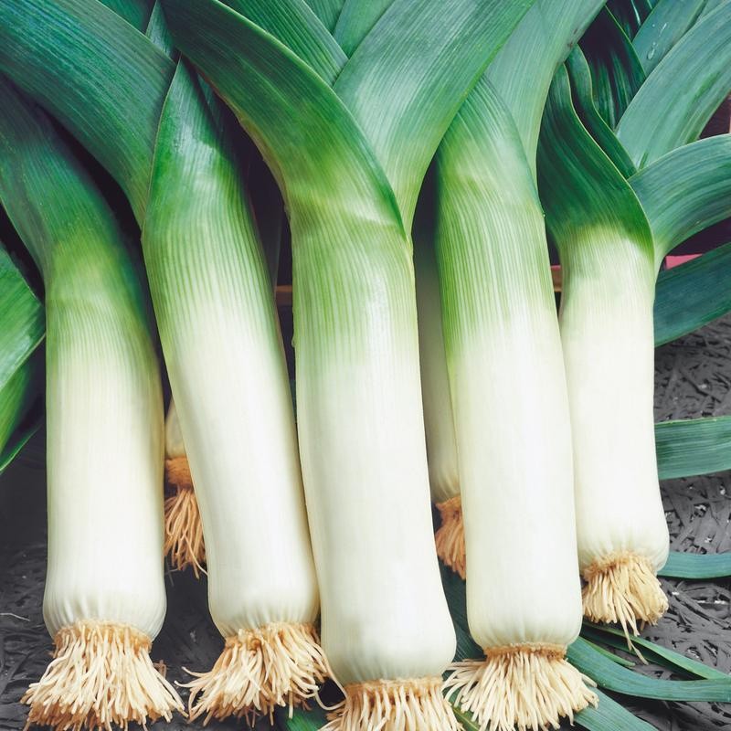 Jual 100 Benih Bibit Biji - Daun Bawang Prei Jumbo Giant Leek Seeds ...