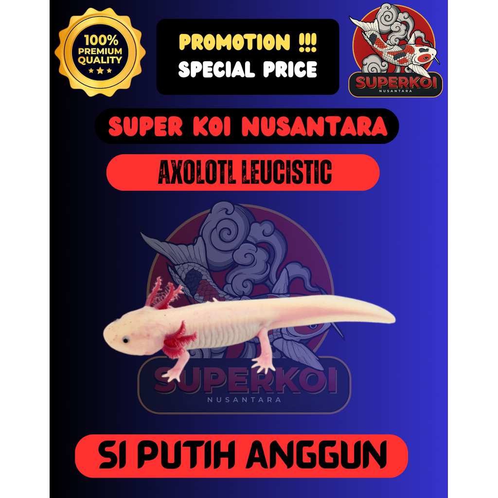 Jual AXOLOTL LEUCISTIC , ALBINO , GOLDEN , MARBLE , MELANOID IKAN HIAS ...