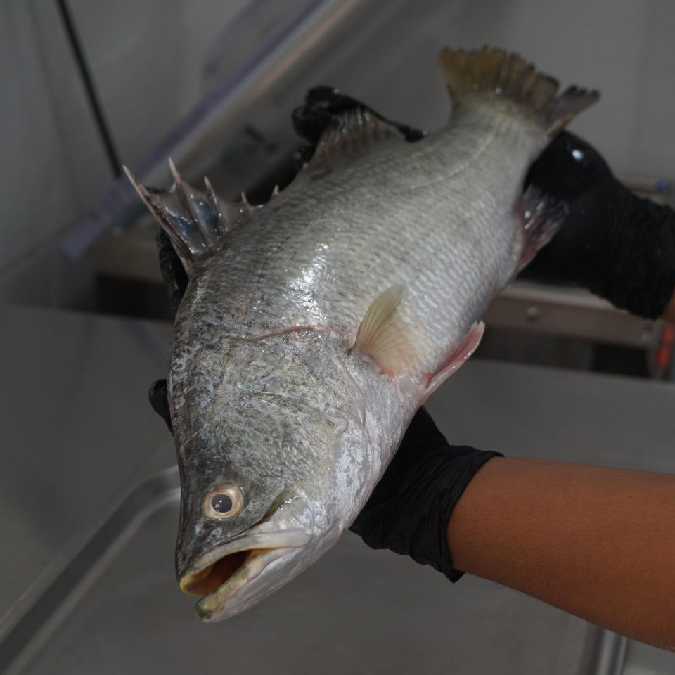 Jual Fillet Ikan Kakap Putih Baramundi | Shopee Indonesia