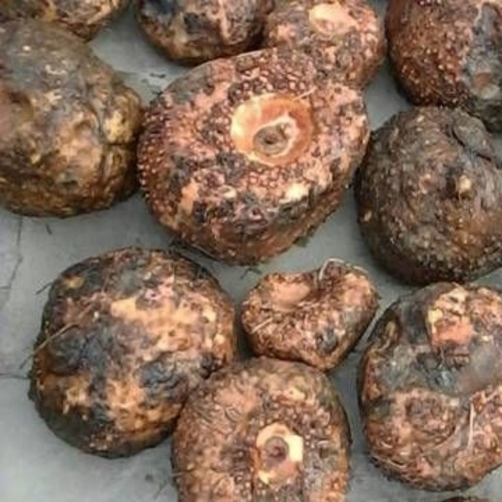Jual Umbi Suweg Segar Fresh 1kg Untuk bibit dan di konsumsi DM | Shopee ...