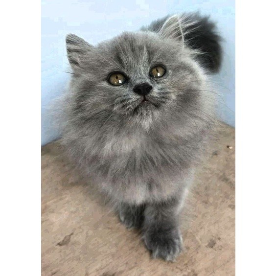 Jual (RAS FLATNOSE BULU BLUE SOLID)KUCING PERSIA MEDIUM BLUE SOLID ABU ...