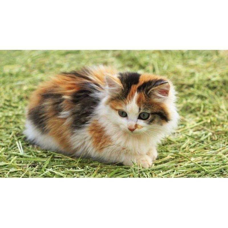 Jual kucing anggora Calico | Shopee Indonesia