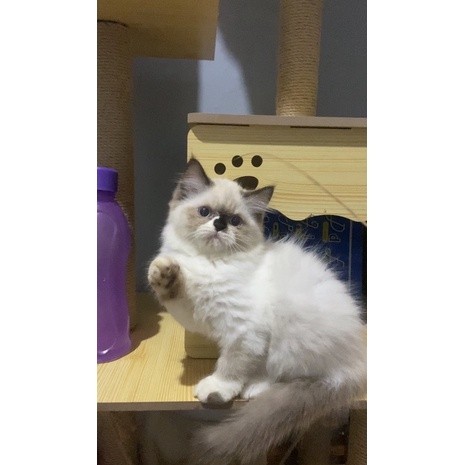Jual KUCING KITTEN RAGDOLL SIMETRIS BLUE EYES | Shopee Indonesia