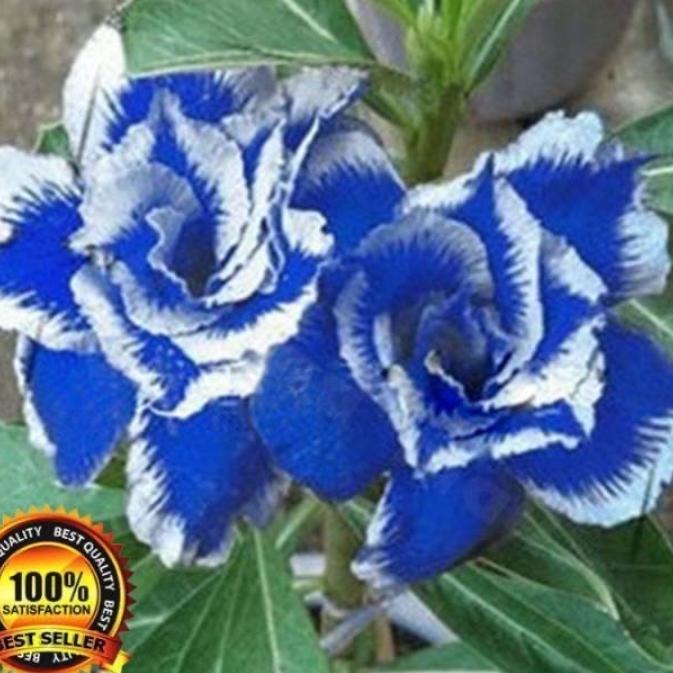 Jual For sale!!Bibit bunga kamboja Adenium waves blue icebisa (cod ...