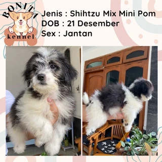 Jual Anjing Mini Pom Pom Terlengkap & Harga Terbaru Desember 2025 ...