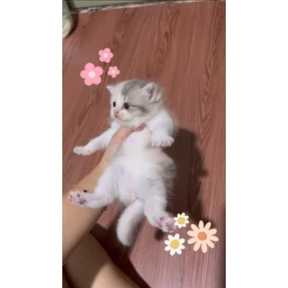 Jual Kucing BSH Terlengkap & Harga Terbaru Desember 2025 | Shopee Indonesia