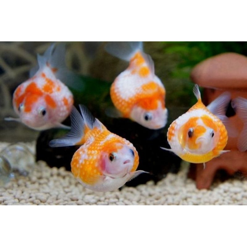 Jual TERMURAH HIASAN KOKI MUTIK ( ISI 3 ) MUTIARA TIKUS LANGSUNG DARI ...