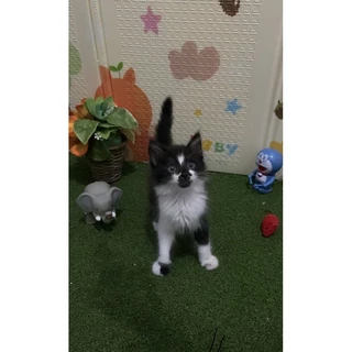Jual Kucing Mainecoon Terlengkap & Harga Terbaru Desember 2025 | Shopee ...