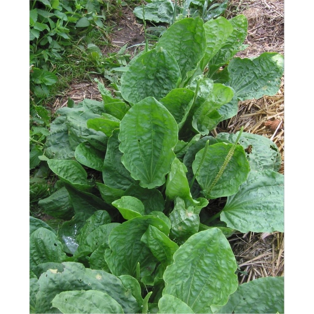 Jual daun sendok 400 gram daun sendok atau ki urat siap kirim (P_G ...