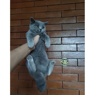 Jual Kucing BSH Terlengkap & Harga Terbaru Desember 2025 | Shopee Indonesia