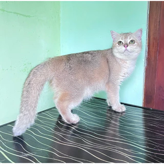 Jual Kucing BSH Terlengkap & Harga Terbaru Desember 2025 | Shopee Indonesia