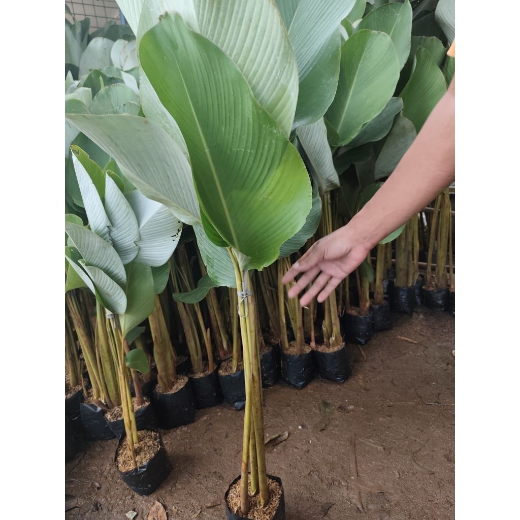 Jual Tanaman Hias Calathea Lutea / Meranti Sepat Pisang-Pisangan tinggi ...