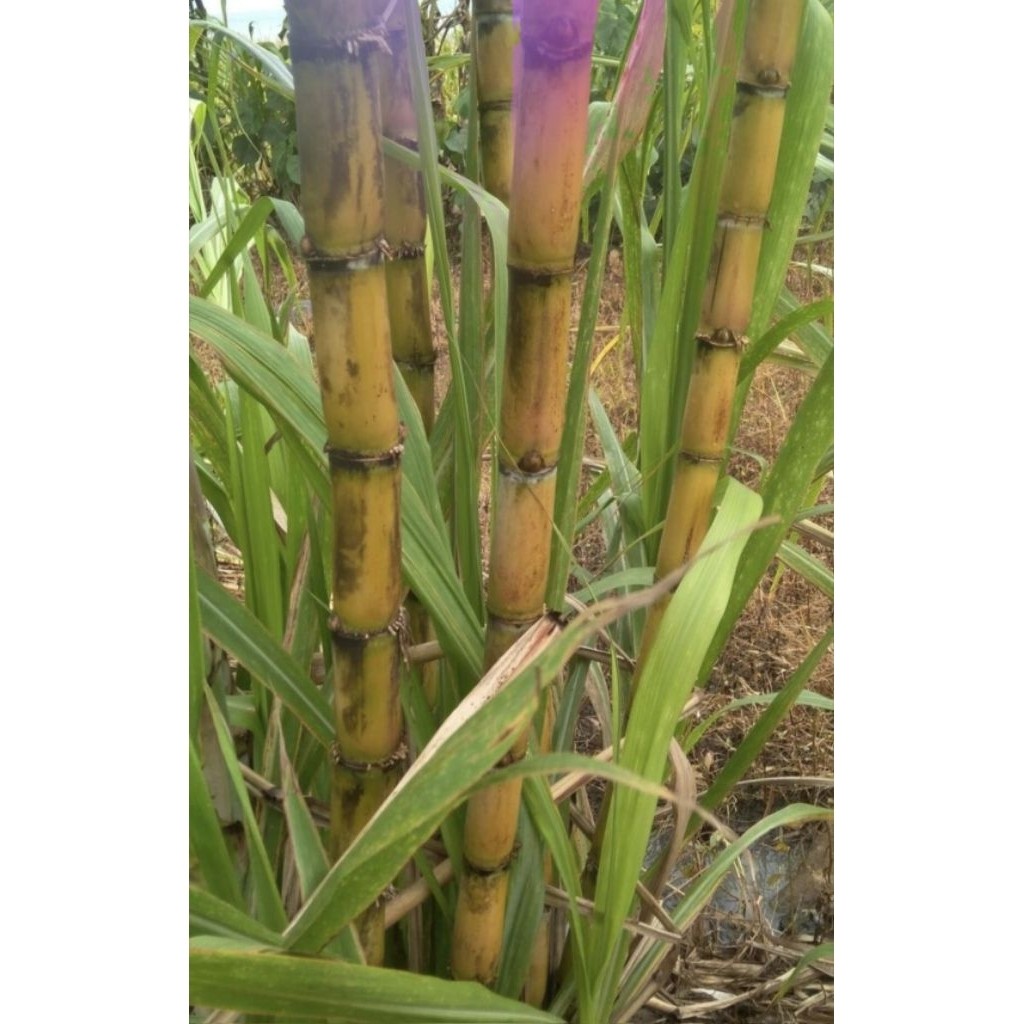 Jual TEBU KUNING DAN SEGARR - Tebu Kuning Manis Fresh 1 batang panjang ...