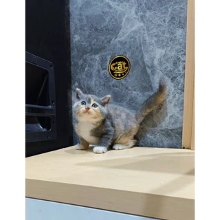 Jual Kucing BSH Terlengkap & Harga Terbaru Desember 2025 | Shopee Indonesia