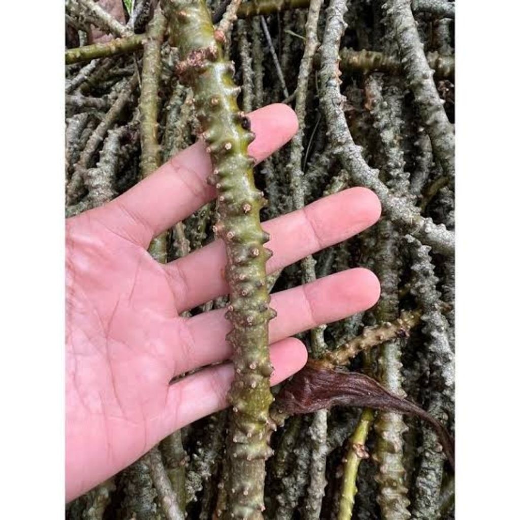Jual PERBATANG Bibit Brotowali Segar Batrawali Asli Sapih Asi | Tanaman ...