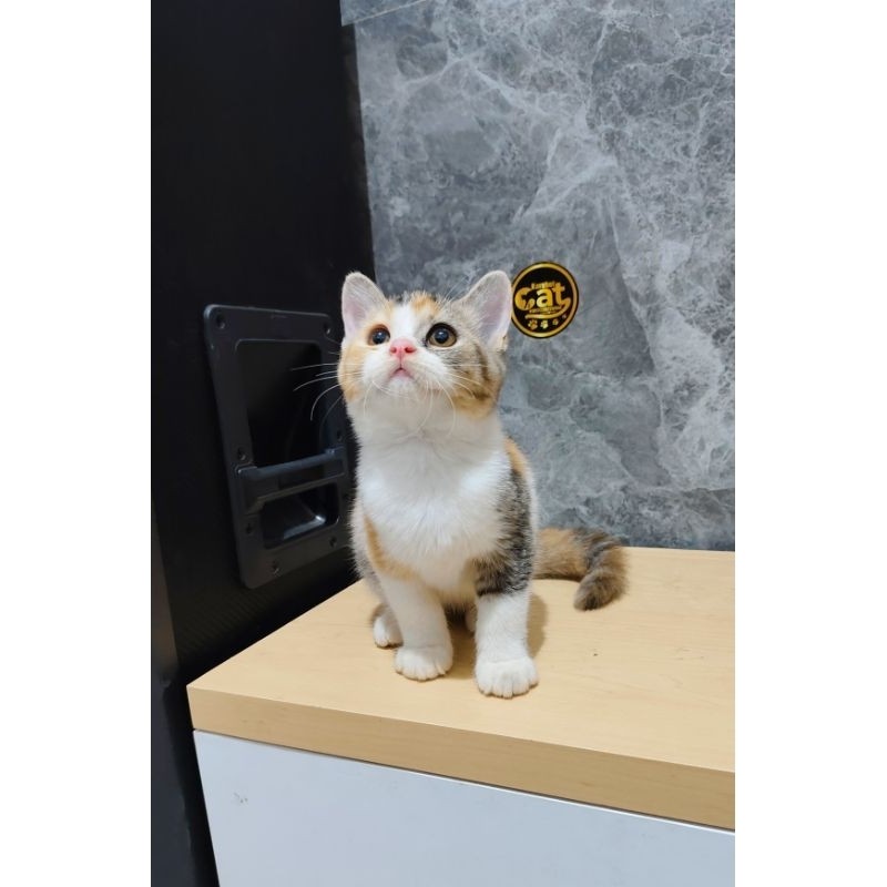 Jual Kucing Calico British Shorthair Ukuran Kecil | Shopee Indonesia