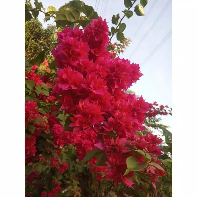 Jual tanaman hias Bougenville hawai merah - Bunga bugenvil hawai merah ...