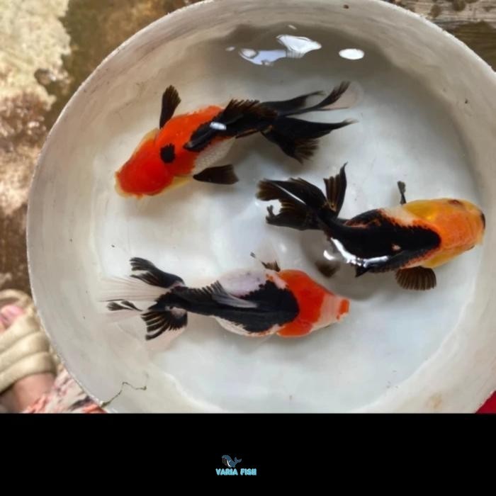 Jual Ikan Koki Oranda Tricolor panda Paket 5 Ekor 5-6 cm | Shopee Indonesia