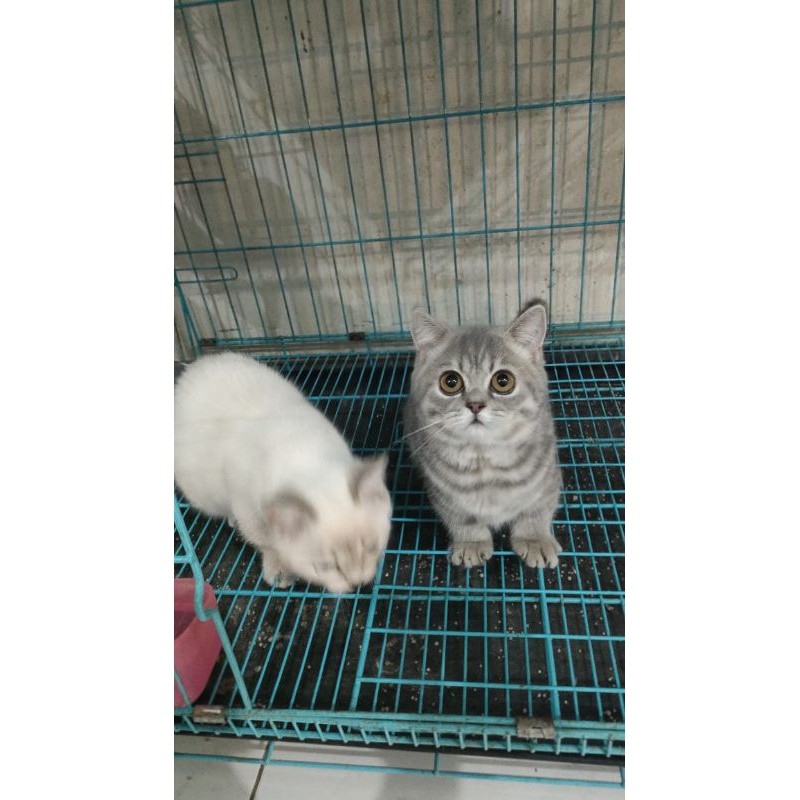 Jual Kucing Bsh munchkin betina kitten blue taby | Shopee Indonesia