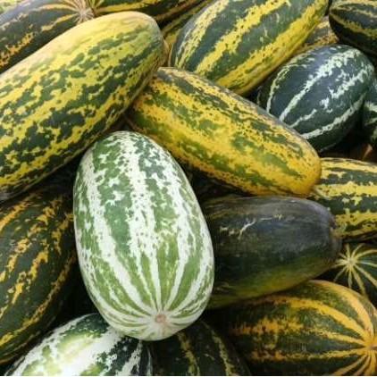Jual 50 biji Benih Timun Suri Hijau Loreng Benih Sayur Mentimun Mudah ...