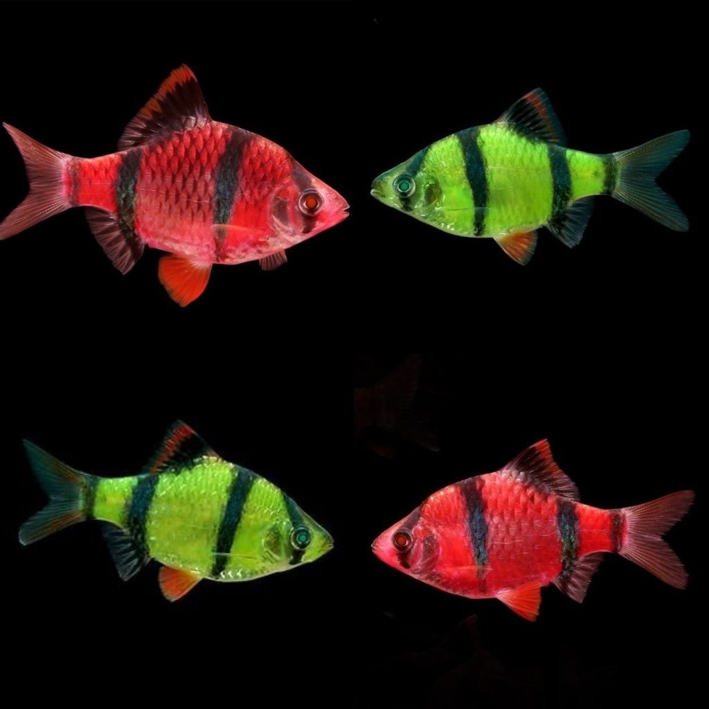 Jual [COD] Ikan Hias Tiger Glofish Barb Hijau Pink Hiasan Aquarium ...