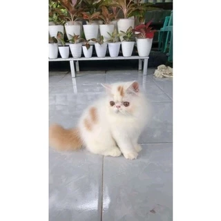 Jual Kucing BSH Terlengkap & Harga Terbaru Desember 2025 | Shopee Indonesia