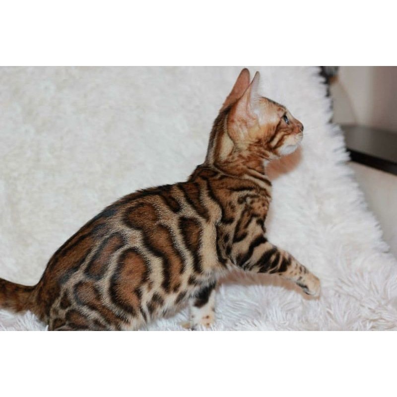Jual Kucing Bngl / British Shorthair Munchkin ragdoll anggora Himalaya ...