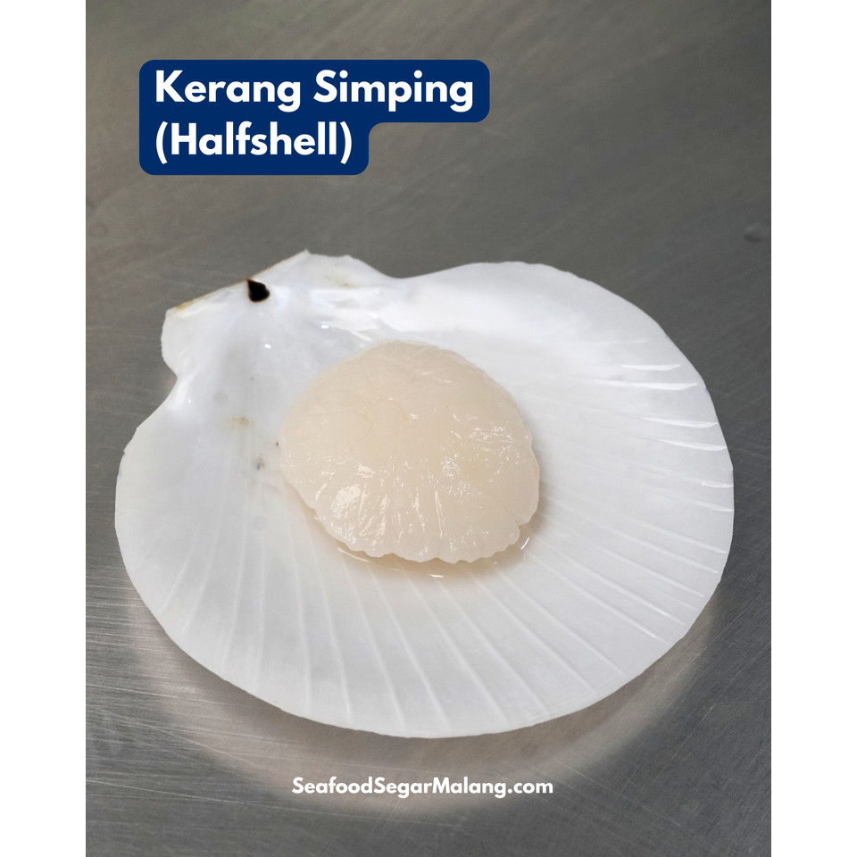 Jual Kerang Simping Half shell | Shopee Indonesia