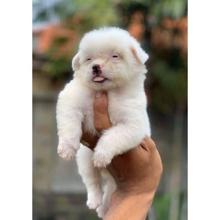 Jual Anjing Mini Pom Pom Terlengkap & Harga Terbaru Desember 2025 ...