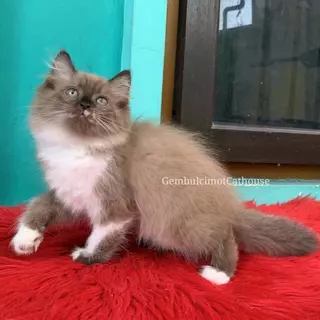 Jual Kucing Himalaya Terlengkap & Harga Terbaru Desember 2025 | Shopee ...