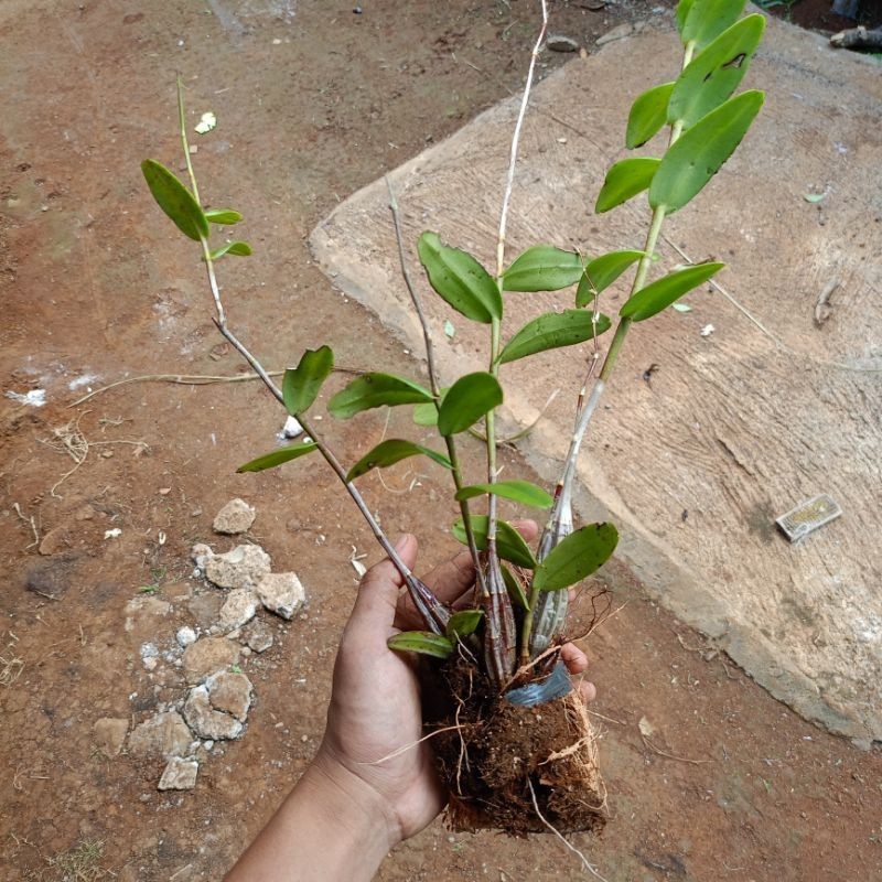 Jual jual merpati hias Harga Terbaik & Termurah Juni 2026 | Shopee ...