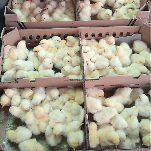 Jual Doc Broiler Terlengkap & Harga Terbaru Juni 2026 | Shopee Indonesia