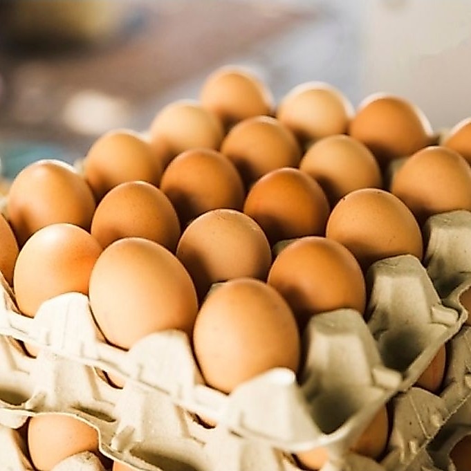 Jual Harga Telur 1 Kg Terlengkap & Harga Terbaru Juni 2026 | Shopee ...