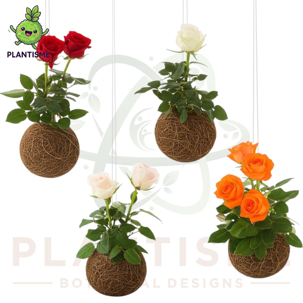 Jual Kokedama – Mawar Rosa Hybrida Tanaman Bunga Rose Artistik Indoor ...