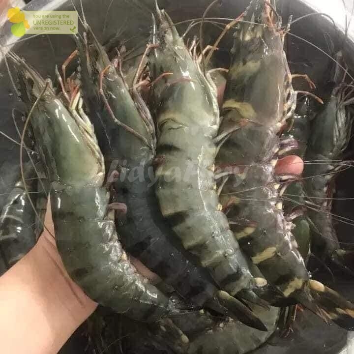 Jual Udang Tiger Udang Pancet Udang Windu Udang Besar Udang Jumbo ...