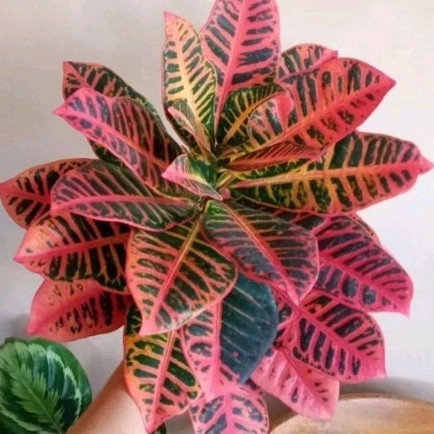 Jual Puring Proton / Puring Warna (Merah, Kuning, Hijau) | Shopee Indonesia