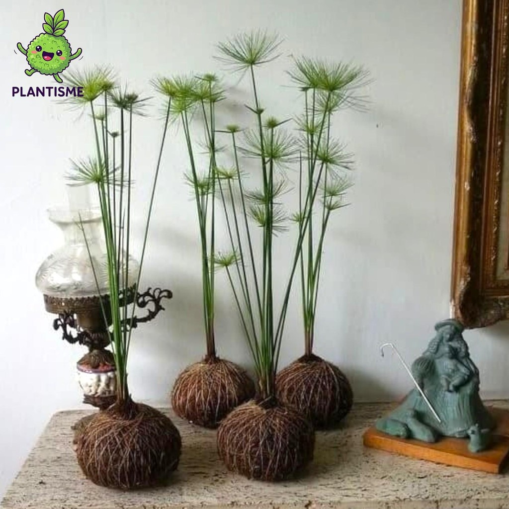 Jual Kokedama – Papirus Payung Mini Cyperus Alternifolius Umbrella ...