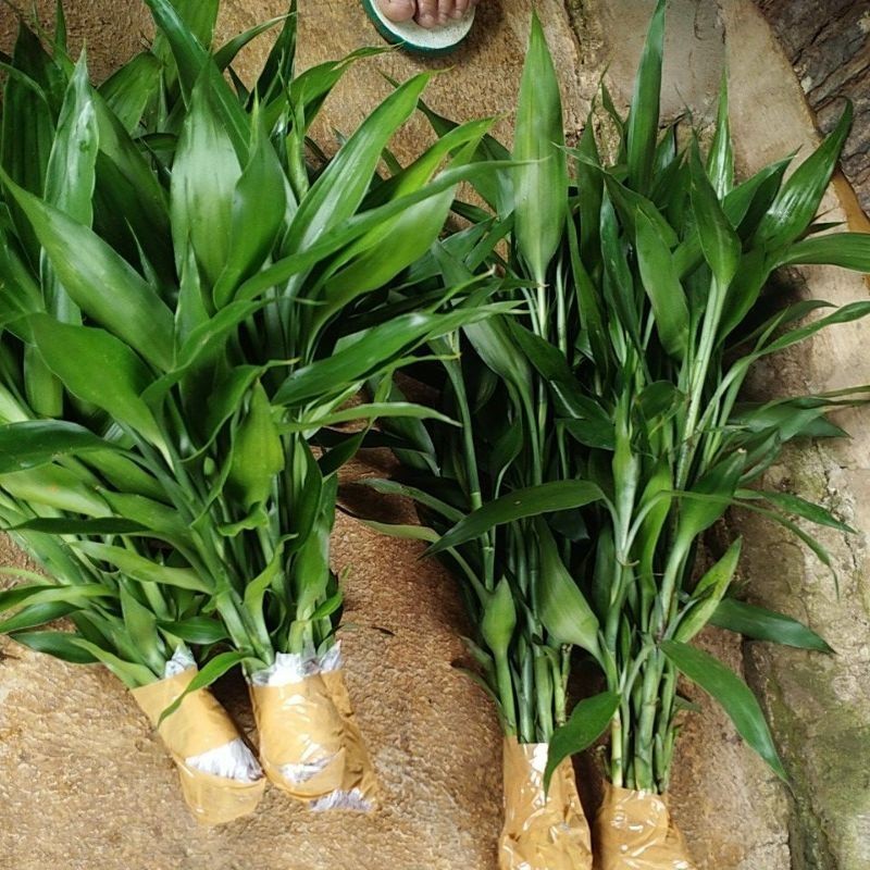 Jual HERBAL-VIP BAMBU HOKI SUDAH BERAKAR DAN RIMBUN DAUN(COCOK DI TANAM ...