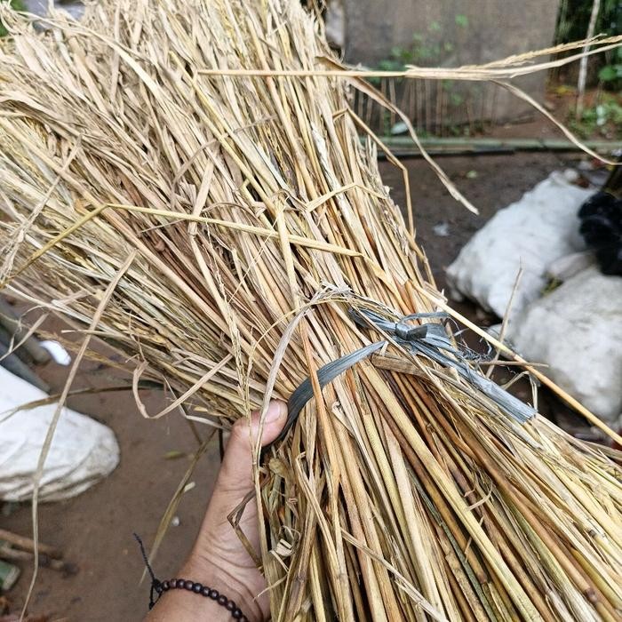Jual jermai padi kering 1 kg dekoaris dan perlengkapan hewan | Shopee ...