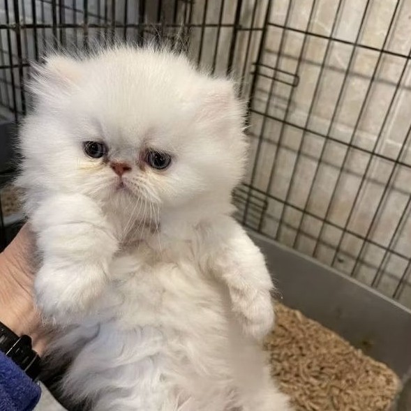 Jual Kucing Persia Kualitas Super Kitten Persia Medium Peaknose ...