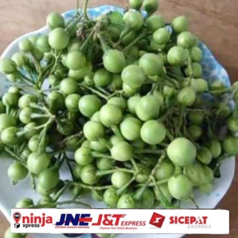 Jual Buah takokak/cepokak/tekokak/terung pipit segar 500gram | Shopee ...