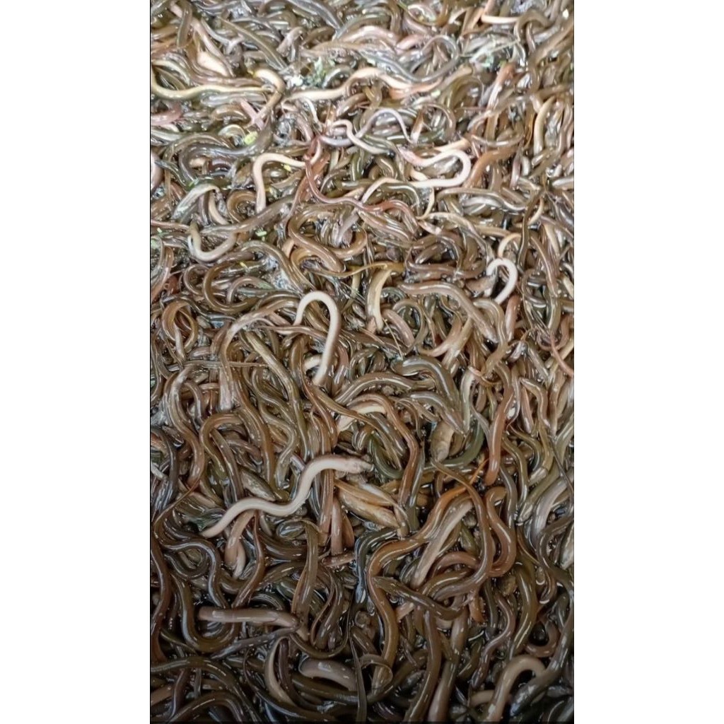 Jual HF17 - BIBIT BELUT BERKUALITAS (isi 100 ekor) | Shopee Indonesia