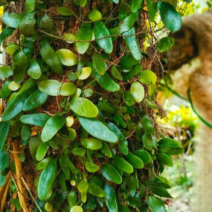 Jual Daun Sisik Naga Banyak Manfaatnya untuk Obat Herbal Alternatif ...