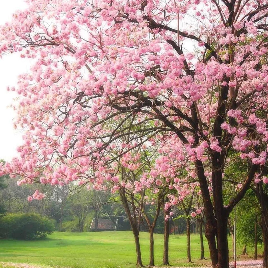 Jual Tanaman Pohon – Pink Trumpet Tree Tabebuia rosea Tabebuya Pink ...