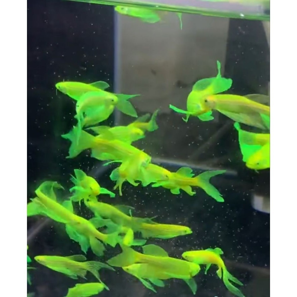 Jual GANCI Danio slayer hijau dewasa GCA | Shopee Indonesia