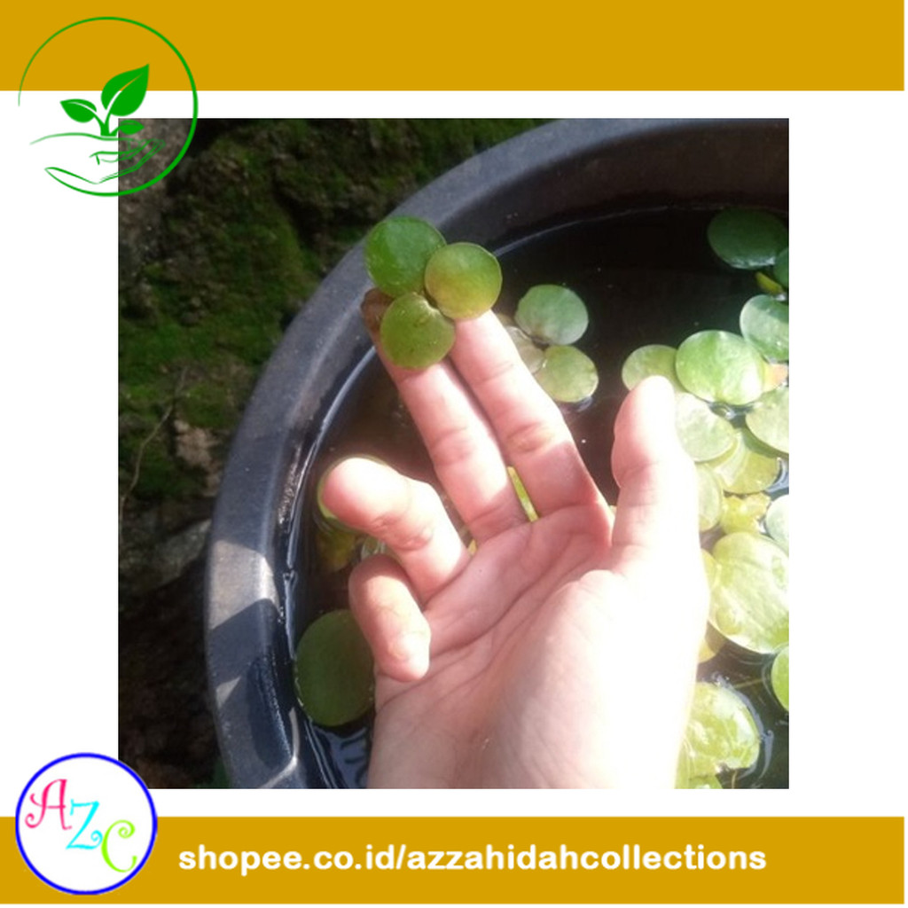 Jual [Per 1 Gram] Frogbit | Tanaman Air Amazon Frog Bit | Tanaman Hias ...