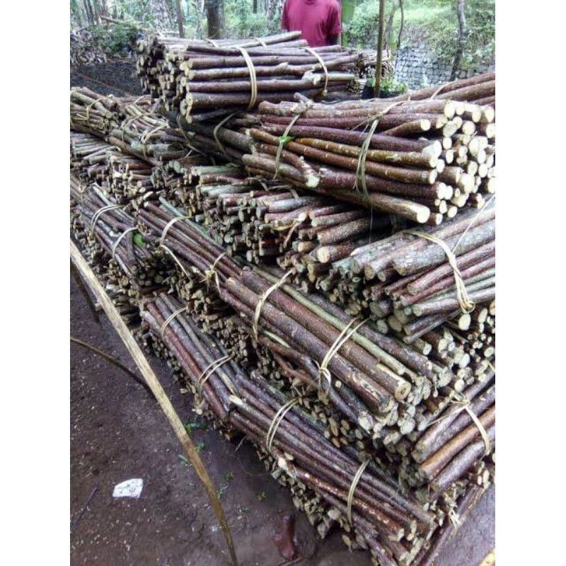 Jual Ready Bibit pohon gamal untuk rambat vanili/lada cutting stek ...