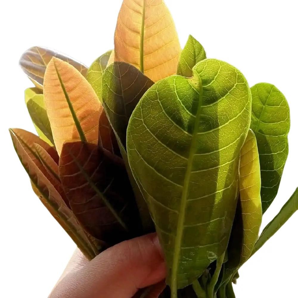 Jual DAUN JAMBU METE MUDA - DAUN JAMBU MONYET SEGAR - DAUN JAMBU MEDE ...
