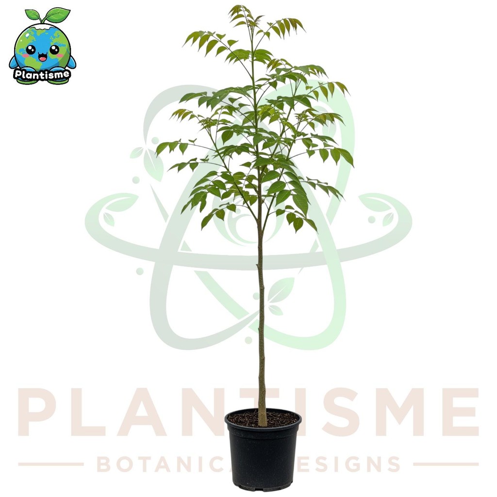 Jual Tanaman Hias – Red Trumpet Tree Handroanthus impetiginosus ...