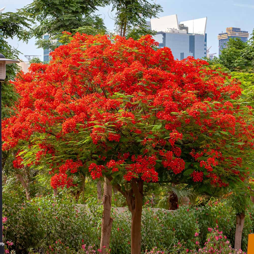 Jual Tanaman Hias – Red Trumpet Tree Handroanthus impetiginosus ...